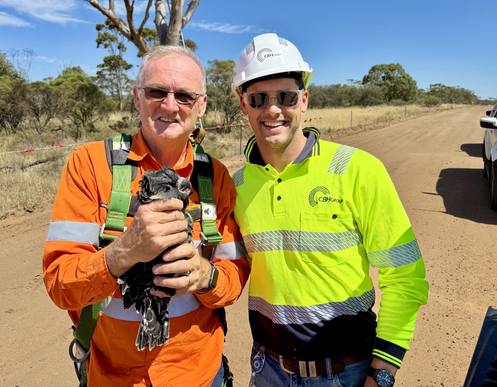 WA | Siting and maintaining artificial nesting hollows for Carnaby’s ...